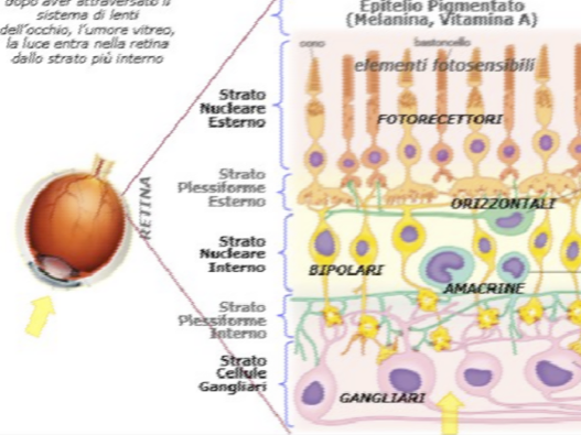 IL SISTEMA VISIVO - Appunti - Tesionline